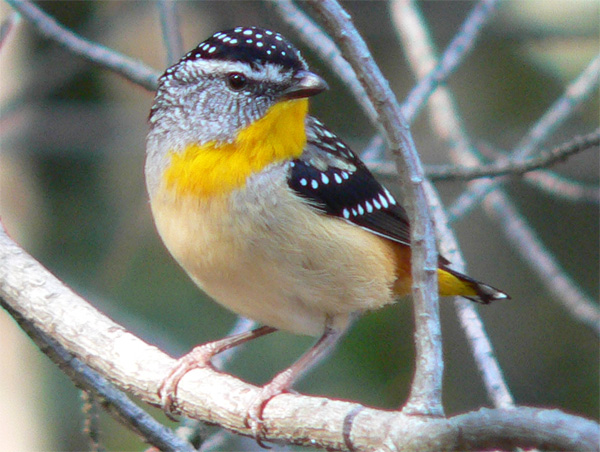 Spotted Pardalote - Canberra Birds